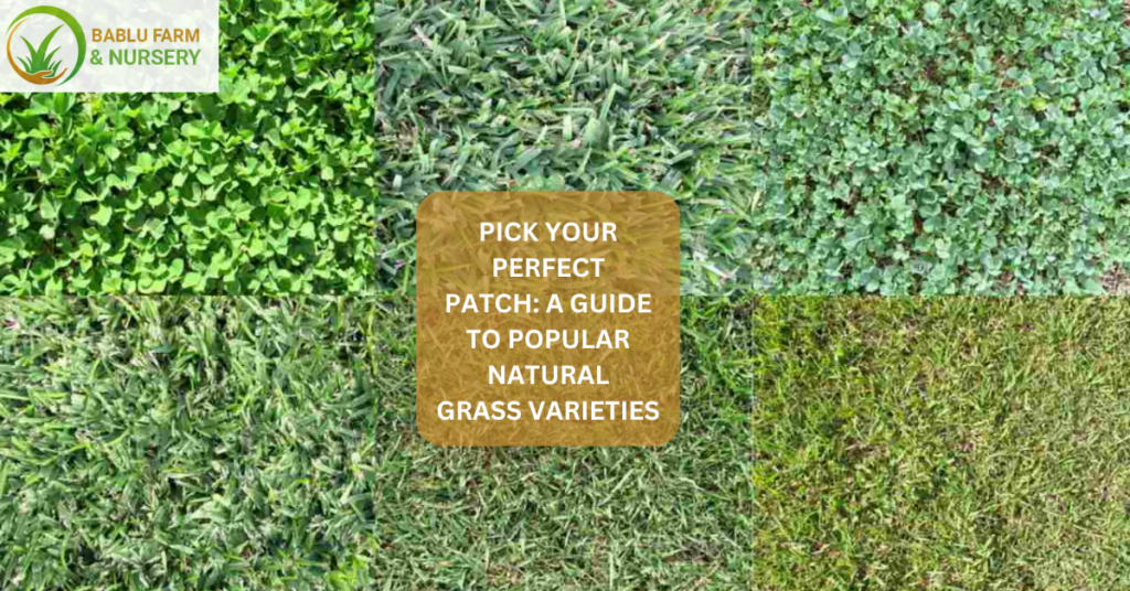 Top Choices in Natural Grass Types